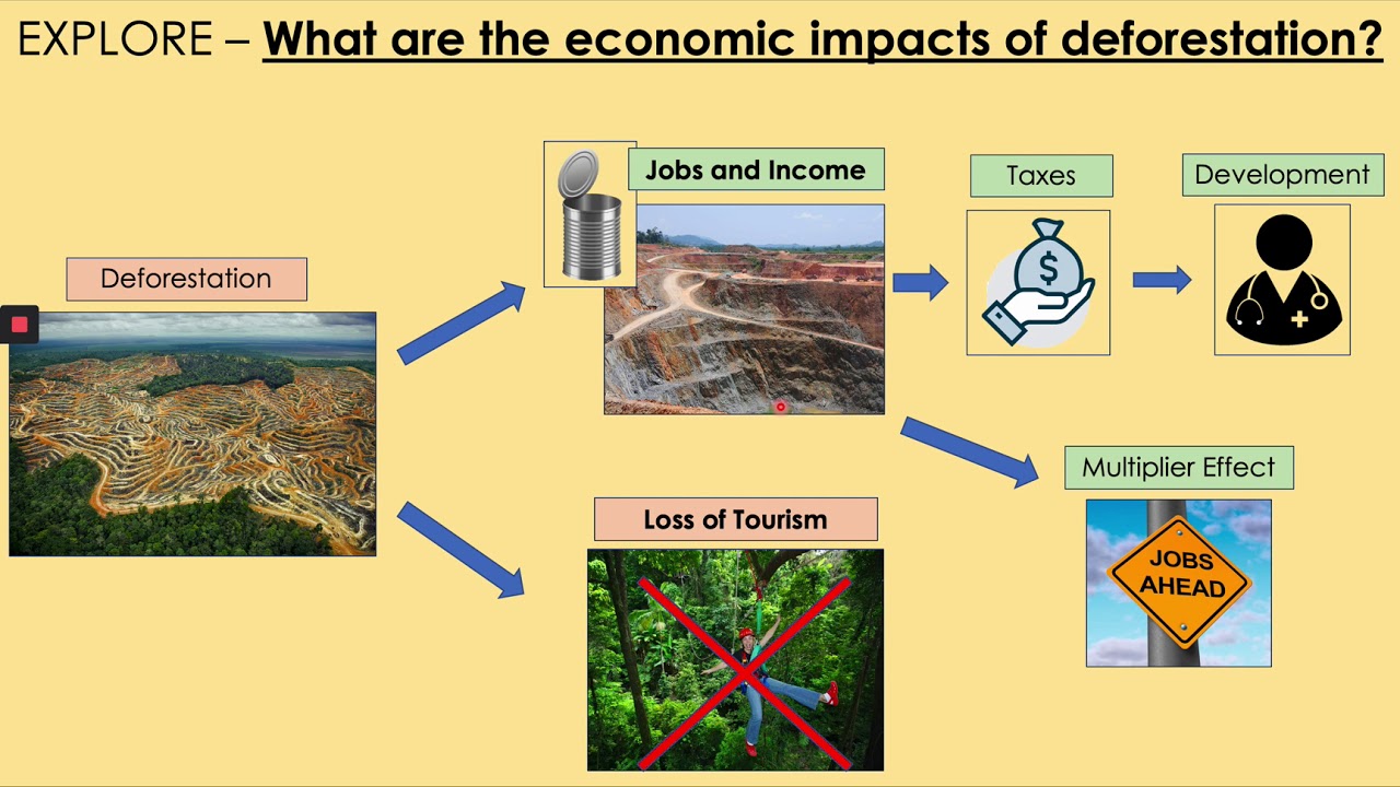 GCSE Living World 12: Impacts of Deforestation - YouTube
