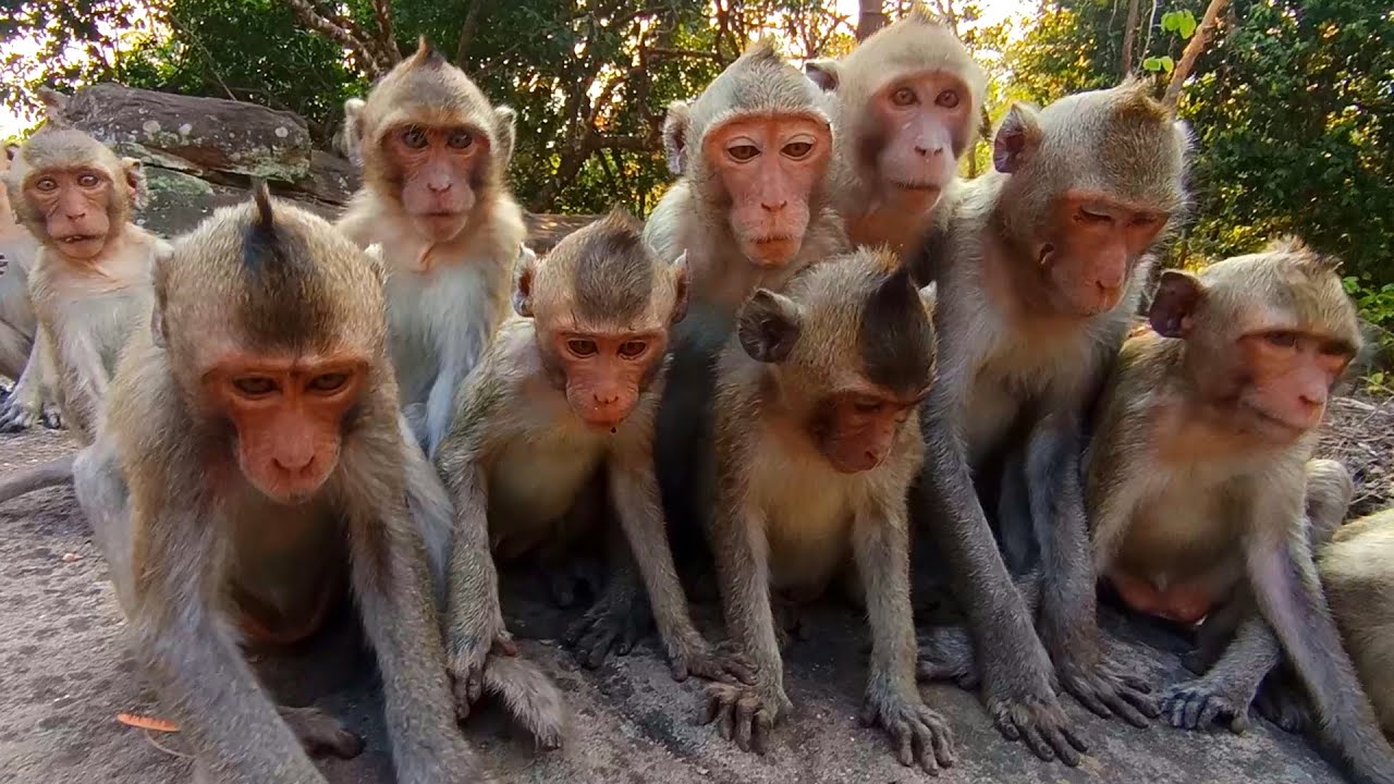Teams monkeys hungry and waiting food from me. Adorable monkey - YouTube