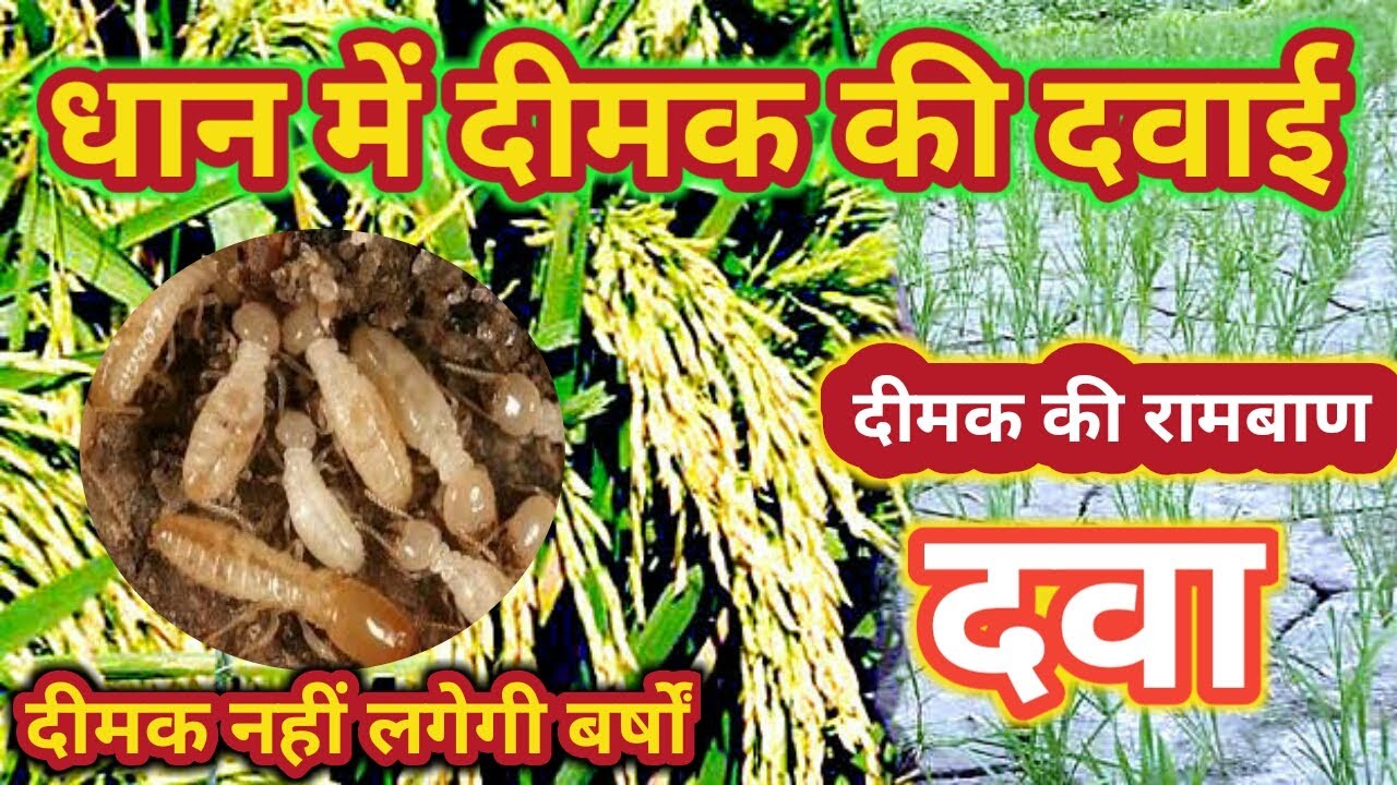 Dhan Me Dimak Ki Dawai |धान में दीमक कैसे कन्ट्रोल करें |Dhan Me Dimak Ka Control|Dhan Ki Kheti ...