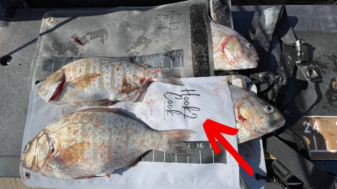 Testing the Hook2Cook Perch Pouch & another Surf Perch Bait - YouTube