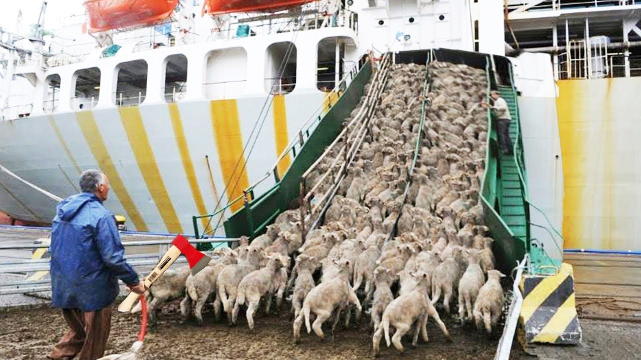 Extreme Dangerous Sheep Shearing Animal Rescue BABY CALF Cow Milking ...