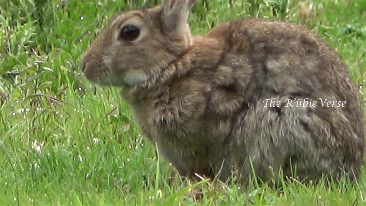 Brown Hares | Baby Hares | The Wildlife | Countryside... - YouTube