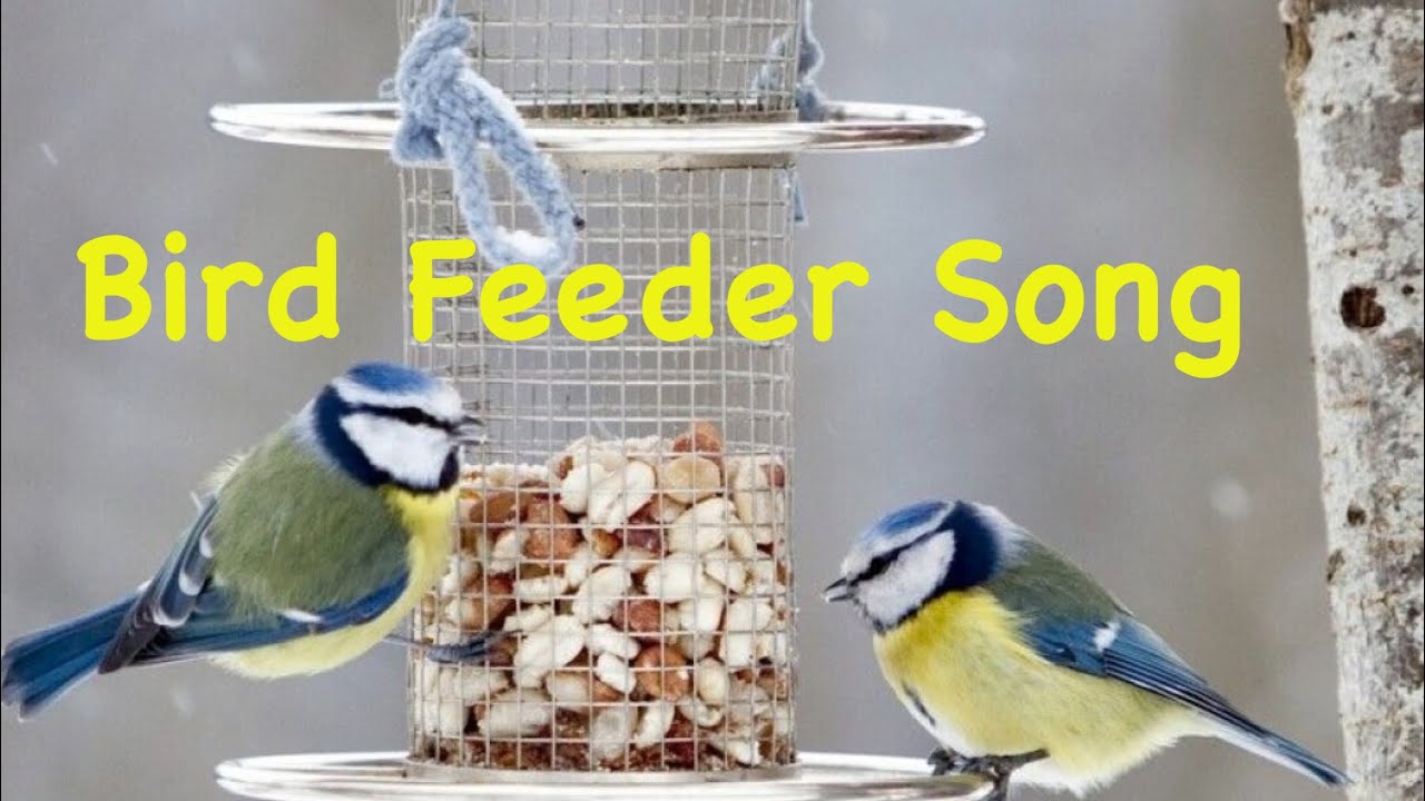 BIRD FEEDER SONG, Song for children, song for schools, common UK garden ...