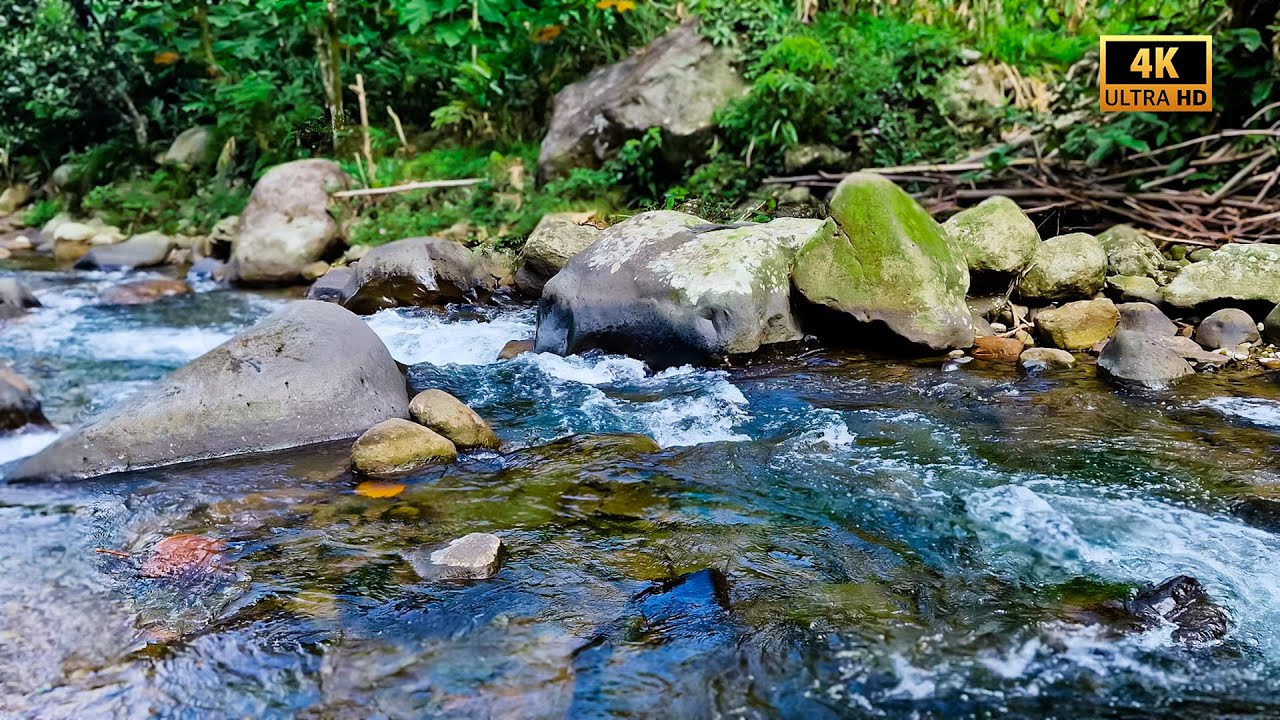 Birdsong and River Flow in 4K | Calming Nature Sounds & White Noise for Sleeping 🌿 - YouTube