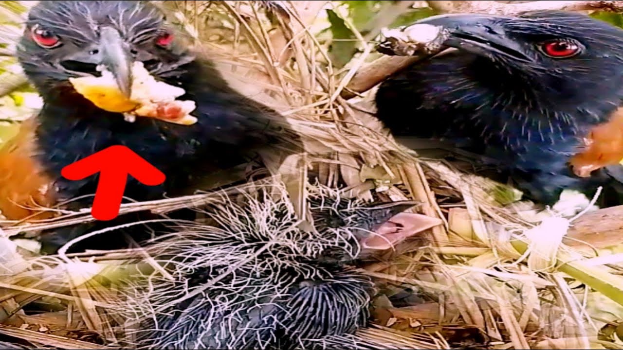 Greater coucal bird brings crushed meat to feed the baby in the nest# ...