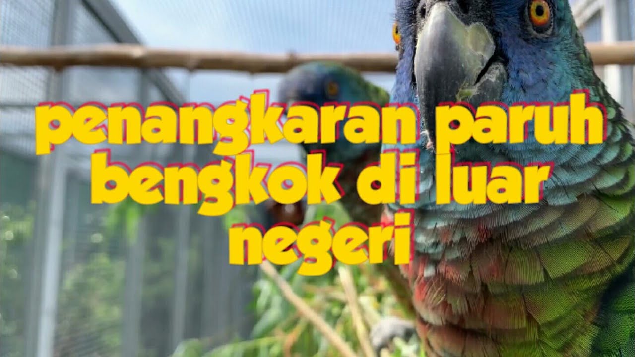 penangkaran paruh bengkok diluar negeri - YouTube