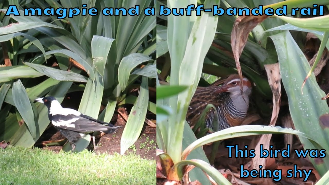 A magpie and a shy buff-banded rail in the garden - YouTube