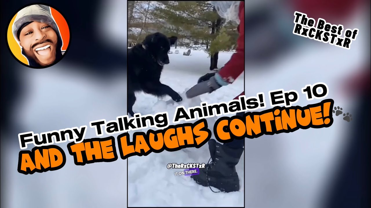 Best of RxCKSTxR Funny Talking Animal Voiceovers Compilation Ep 10 ...