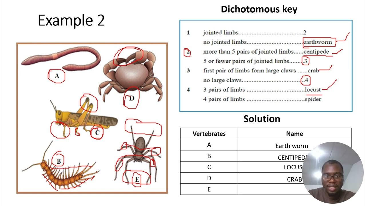 IGCSE BIOLOGY - DICHOTOMOUS KEY - YouTube