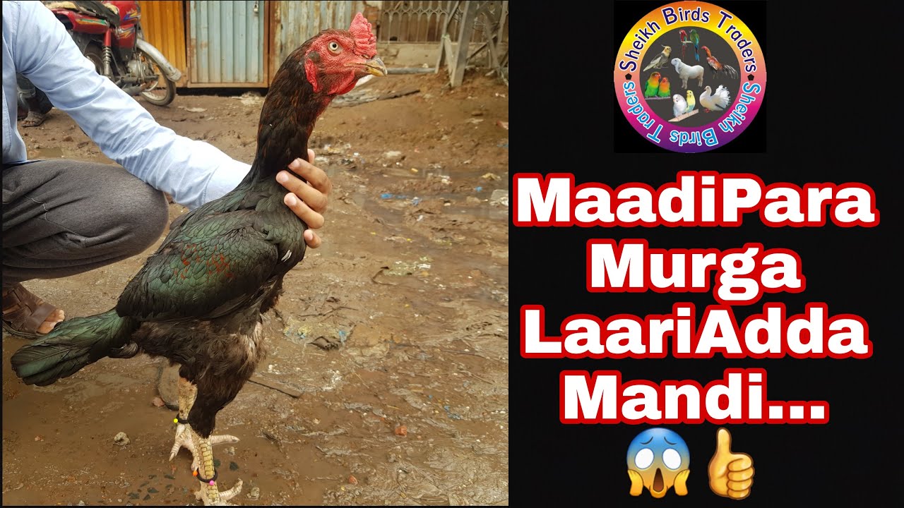 # MADI PARA MURGA IN LARI ADDA MANDI. - YouTube