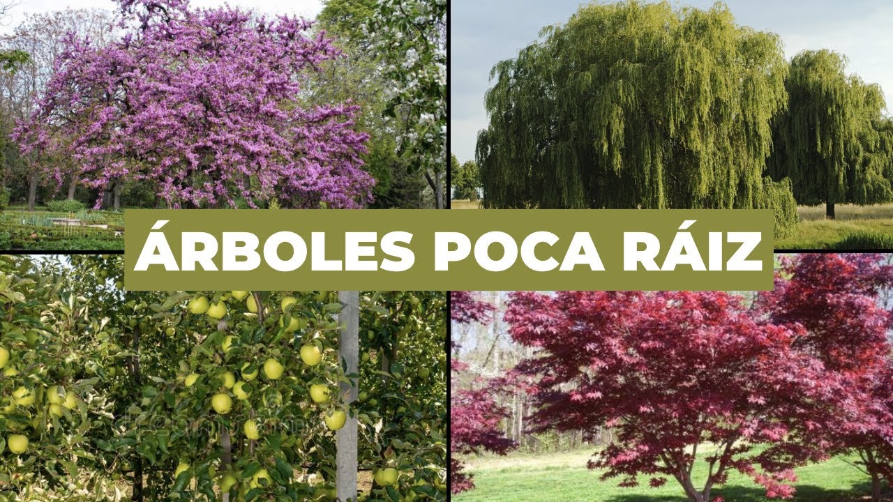 Los 5 Mejores ÁRBOLES con POCA RAÍZ🌳 “Capaces de crecer en cualquier ...