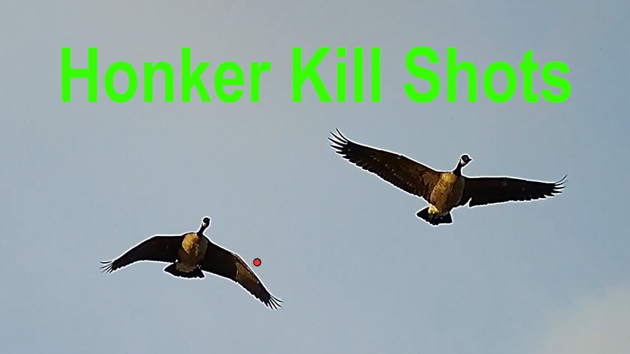 23/24 Canadian Goose Hunting (Kill Shots) - YouTube