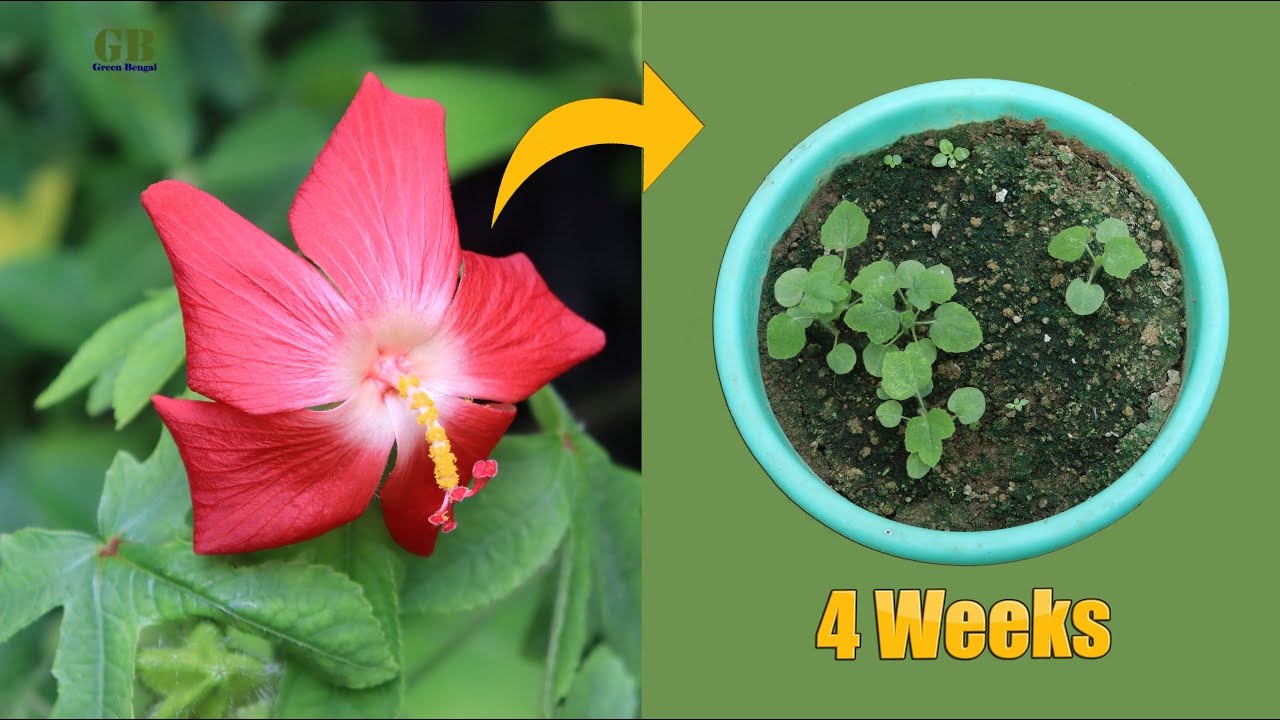 How to grow abelmoschus moschatus or ambrette or muskdana from seeds ...