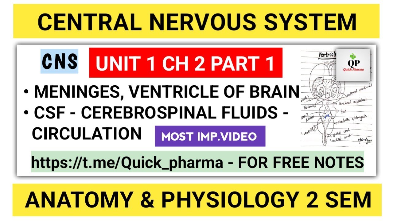 Central Nervous System | Meninges | Ventricles Of Brain | CSF | Unit 1 Ch 2 Part 1 | Hap 2nd Sem ...