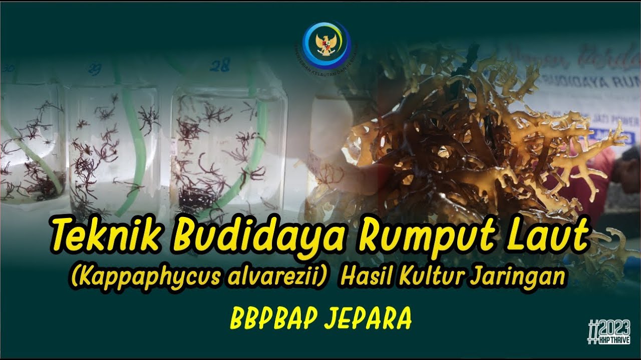 Teknik Budidaya Rumput Laut (Kappaphycus alvarezii) Hasil Kultur ...
