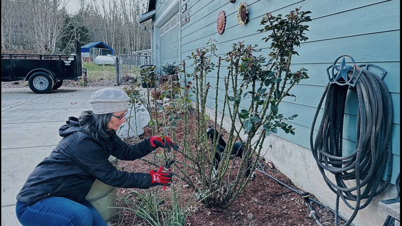 How To Prune Rose Bushes For Spring (step by step) Zone 8 - YouTube