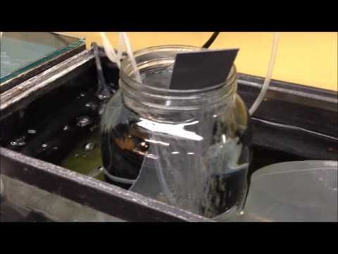 Fry Step 1 - YouTube