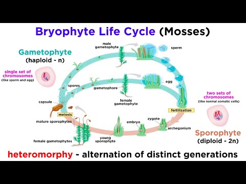 How Does Reproduction In Seedless Vascular Plants Differ From Bryophytes