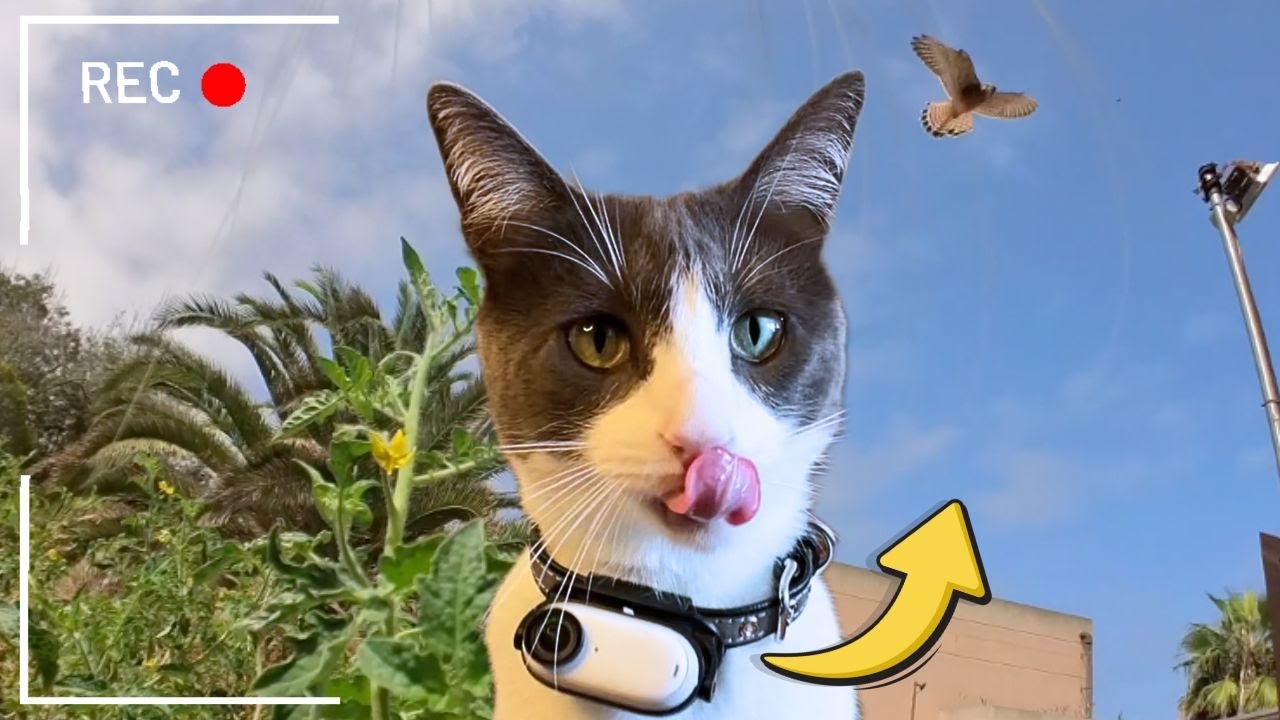 Cat With GoPro Chasing Birds CAT POV - YouTube