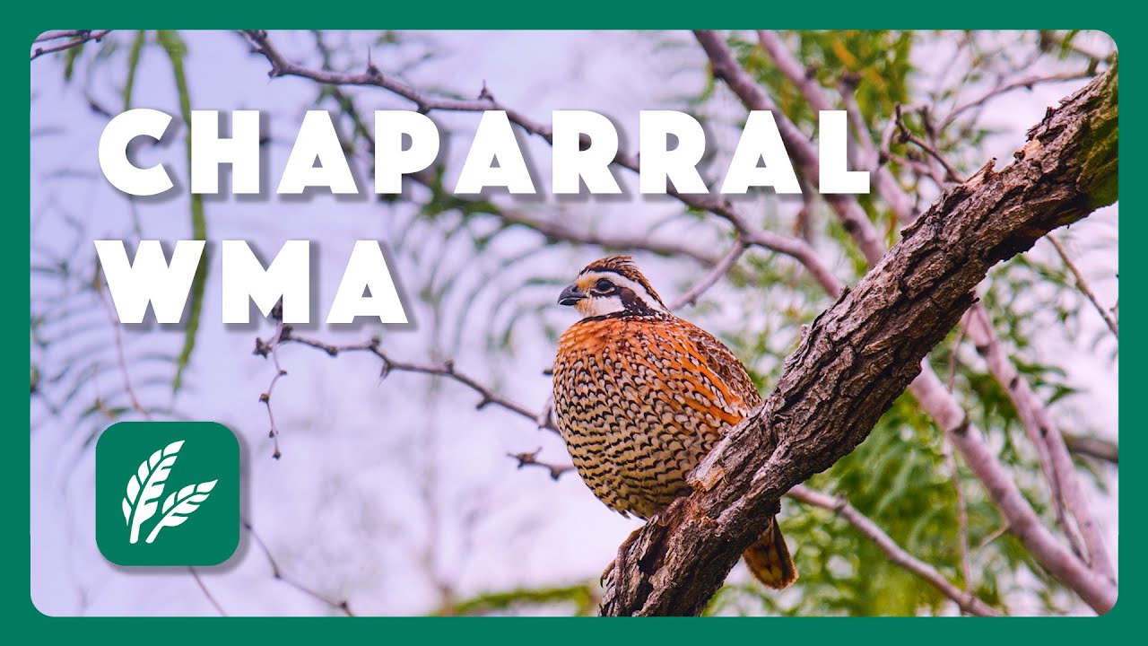 Chaparral WMA - Postcard From Texas - YouTube