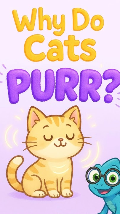 Why do cats purr? #educationalshorts #kidsscience - YouTube