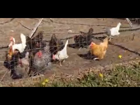 Chicken Keeping 101 - The Beginners Guide to Raising Backyard Chickens ...