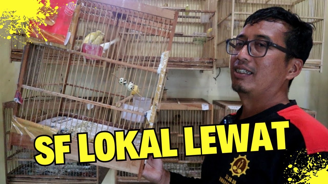 Ternak Kenari Seri ini Bisa Mengalahkan Hasil Cetakan Kenari SF LOKAL ...