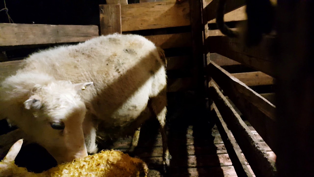 Sheep giving birth to a lamb 4k video - YouTube