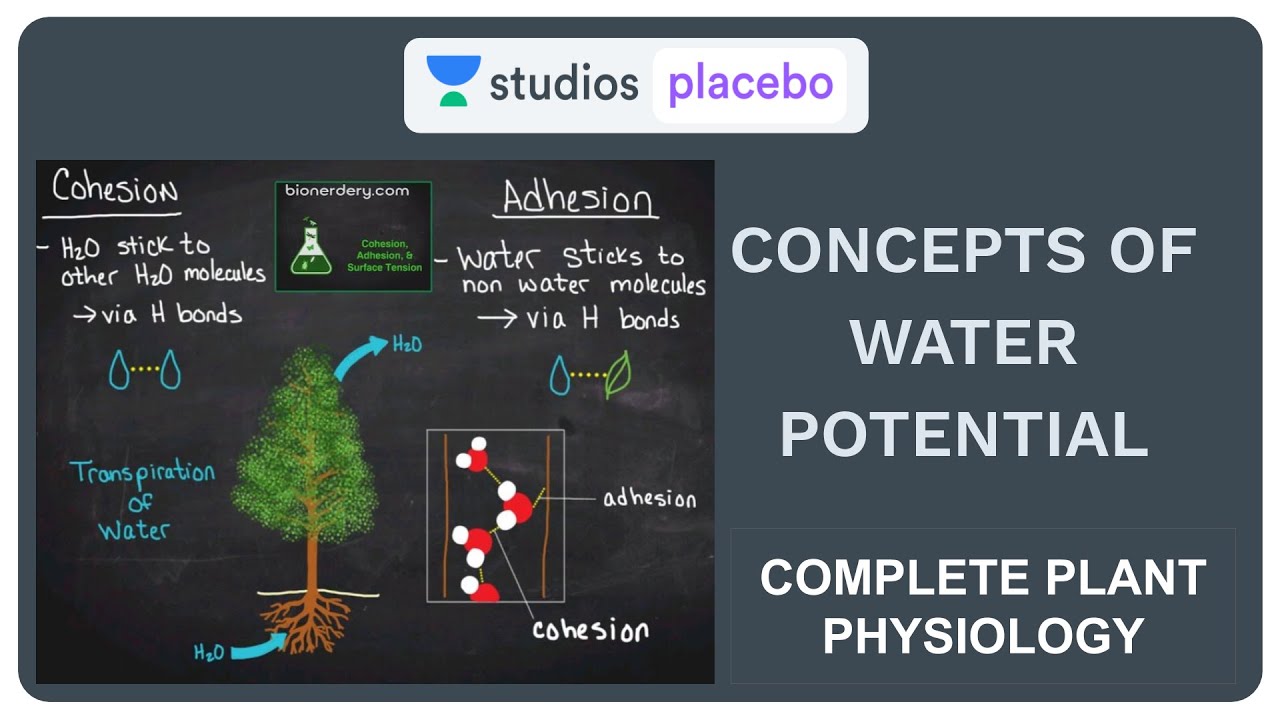 Concepts of water potential | Complete Plant Physiology (Pre-medical ...