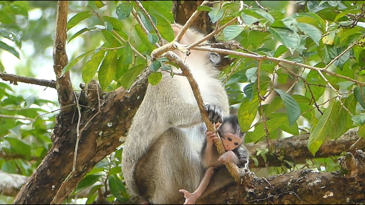 Baby Monkey Dillon Napping Too Long By Magic Milk. DeeDee Love Baby ...