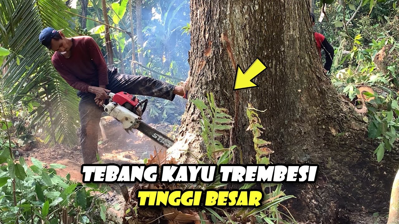 TEBANG KAYU TREMBESI BESAR SUPER TINGGI - YouTube