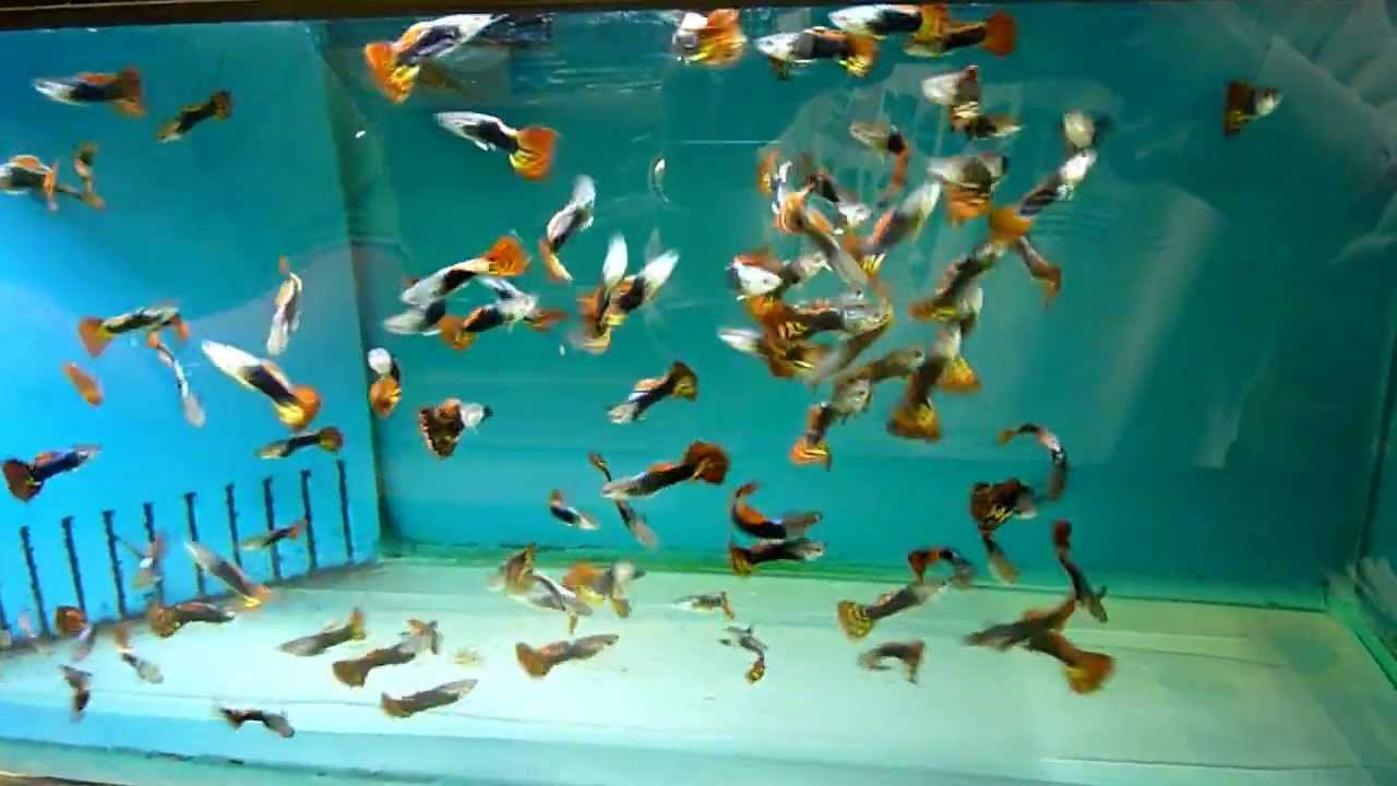 Red Snakeskin Guppy