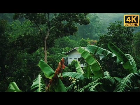 1 saatlik doğa manzarası eşliğinde yağmur(Rahatlatıcı ve uyku için harika)