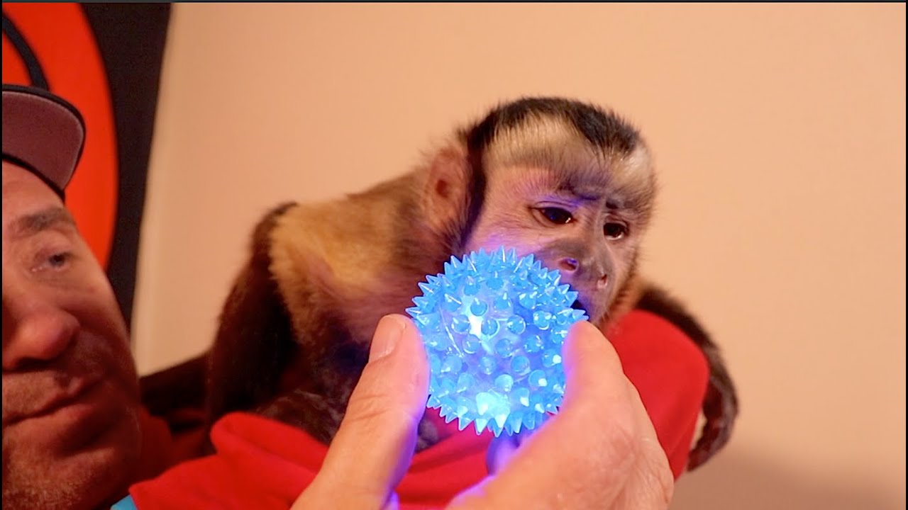 Baby Monkey Fun and Cute PlayTime Vlog! - YouTube