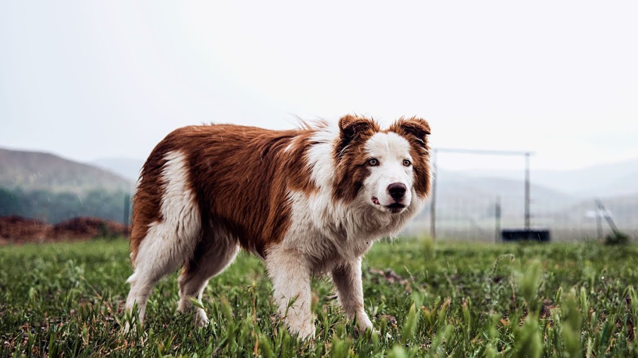 Doc-ABCA Border Collie-For Sale - YouTube