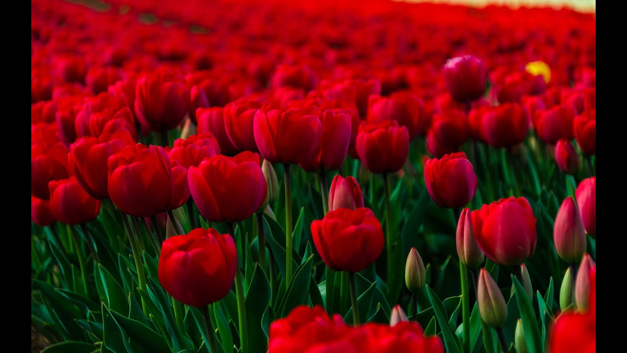 Sony 4k Video Ultra HD Flowers 2400P 4k test video/Flowers World with ...