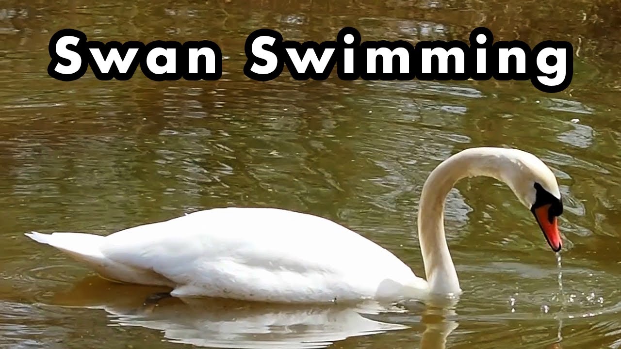 Mute Swan Diving Its Head Underwater Along In A River - YouTube