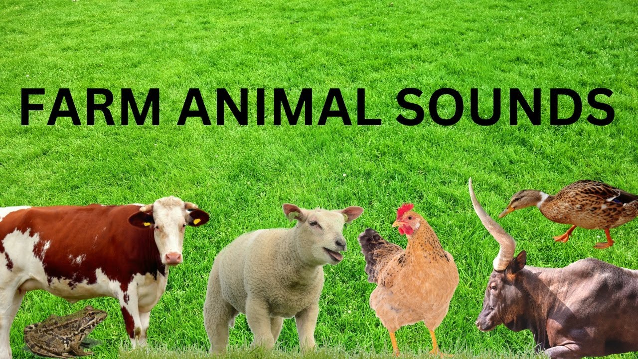 Learn Farm animal sounds: Cow, Hen, Duck | Ostrich, Bull, Rat | Sheep ...