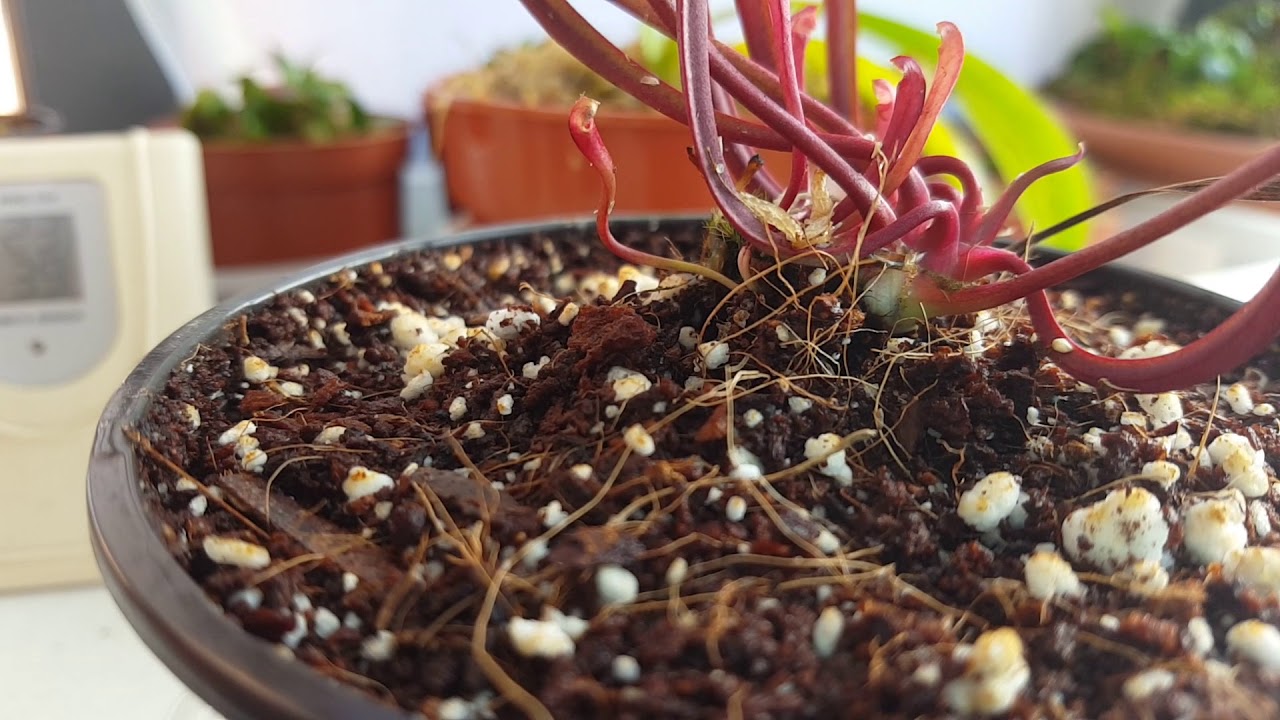 Sarracenia Flava Red Form. HD - YouTube