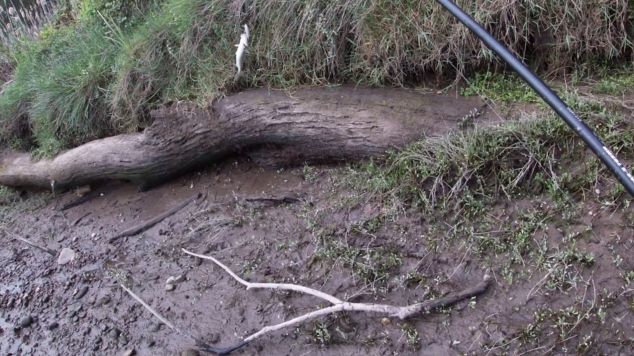 Tidal trout Tasmania (and a cocky salmon) - YouTube