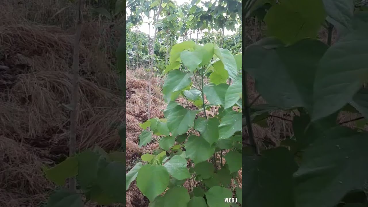 WHAT ARE GEMILINA TREES? Let's visit our gemilina plantation #WOW ...