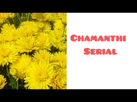 Chamanthi Serial 28 jan - YouTube