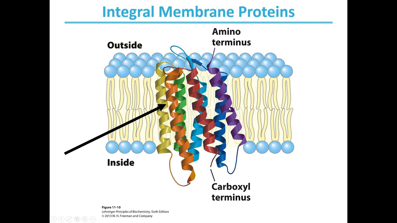 MBS Lehninger Chapter 11 Membranes - YouTube