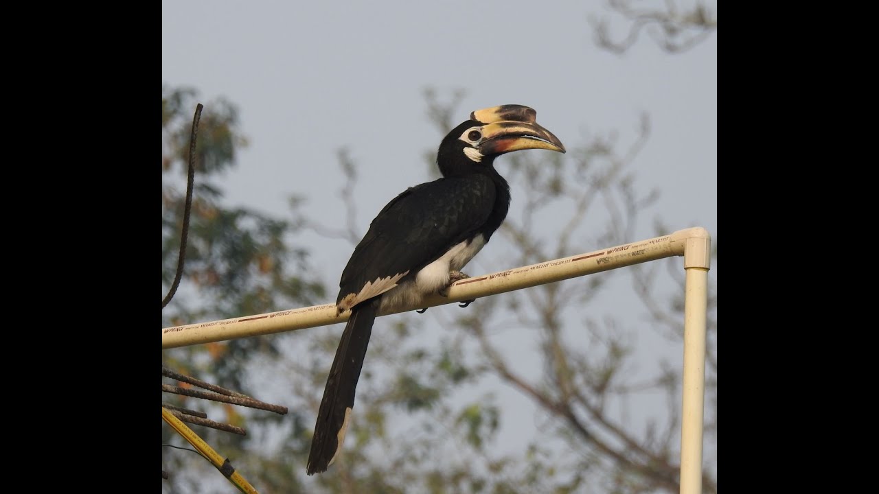 Oriental Pied Hornbill (female) in Kaziranga National Park, Assam ...