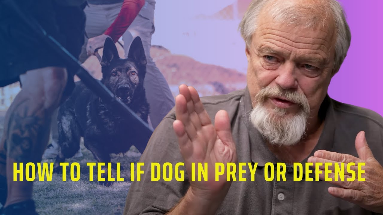 How To Tell If Dog In Prey Or Defense - YouTube