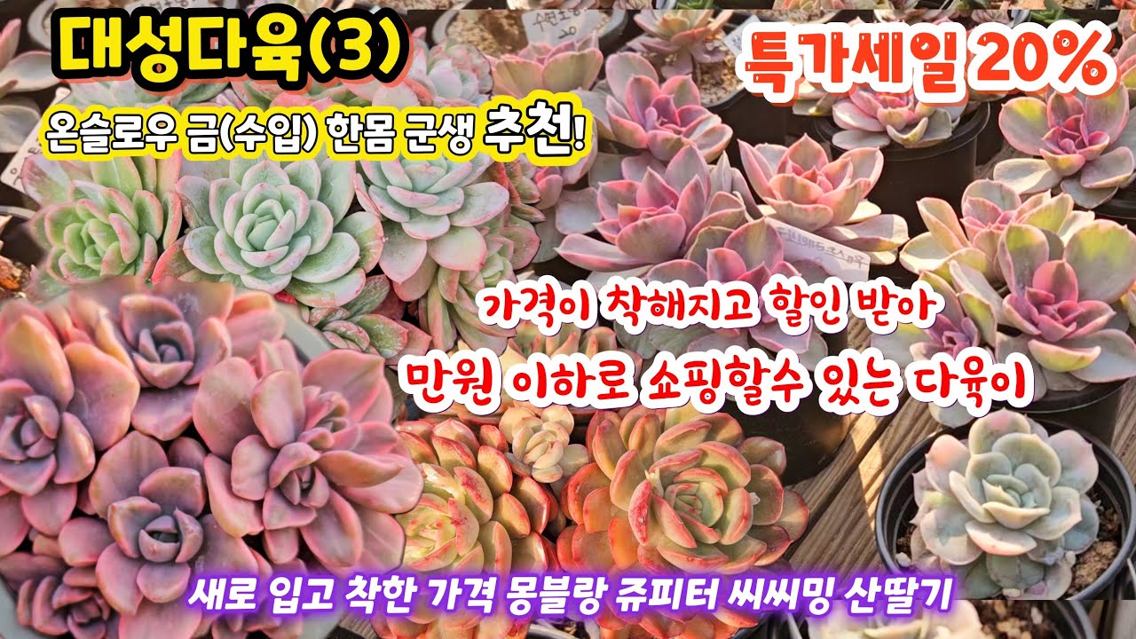 대성다육3 새로 입고된 군생 씨씨밍 연지곤지 다육이 너무 착해진 몽블랑 쥬피터 쏘후렌금 만원도 안되게 쇼핑하기 Youtube