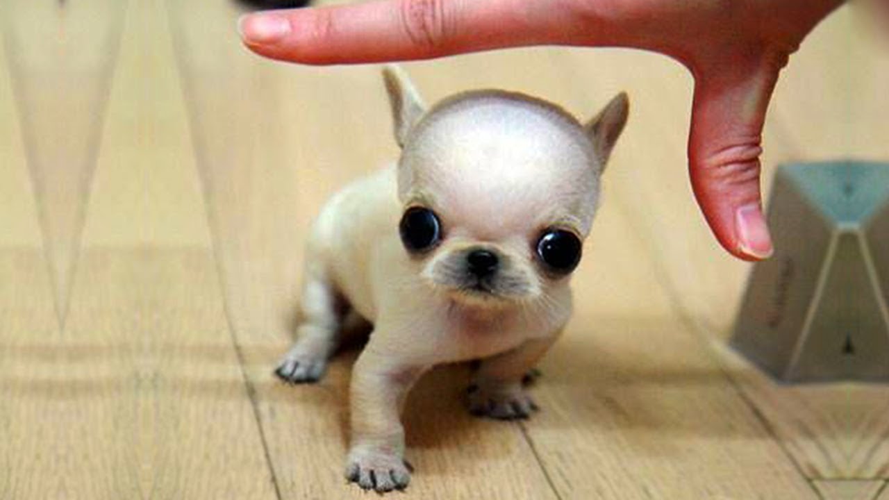 Cute is Not Enough - Funny Cats and Dogs Compilation #253 - YouTube