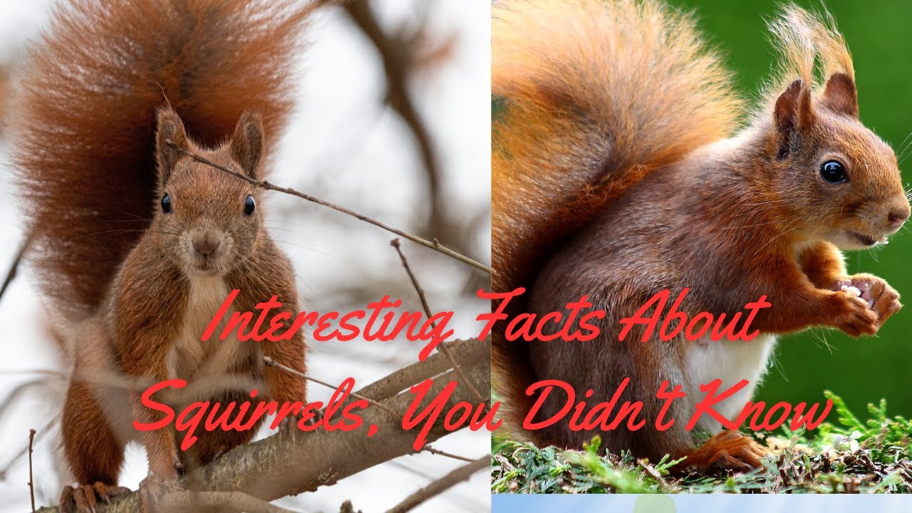 Squirrel Mystery Revealed "Interesting Squirrel Facts You Didn't Know" - YouTube