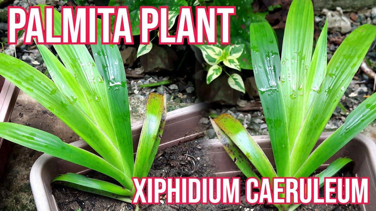 Palmita Plant (Xiphidium caeruleum) Naturalized in the Philippines ...