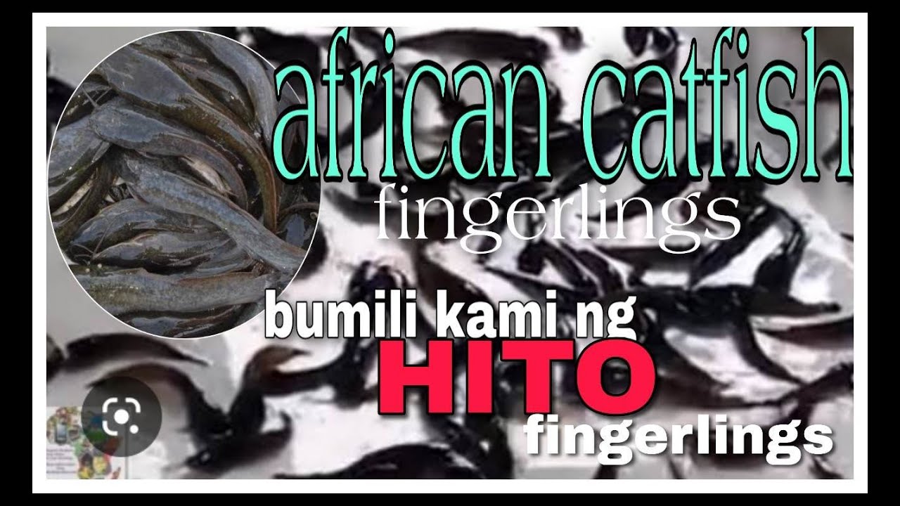 BUMILI KAMI NG AFRICAN CATFISH FINGERLINGS/HITO - YouTube